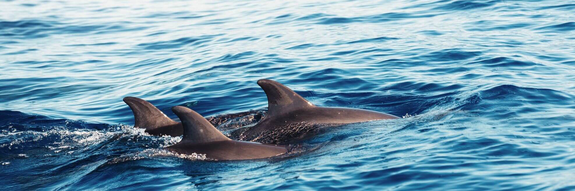 Discover The Whale And Dolphin Watching In Madeira - Blog