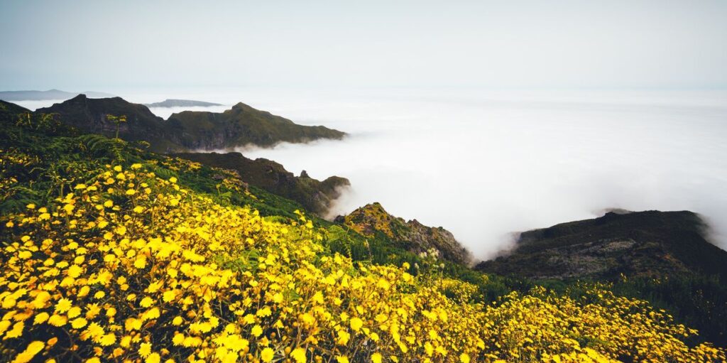 Madeira in March: A Springtime Escape for Nature Lovers – Blog